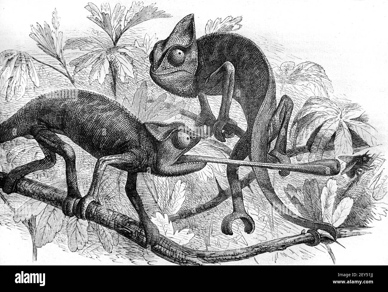 Chameleon tongue illustration Black and White Stock Photos & Images - Alamy