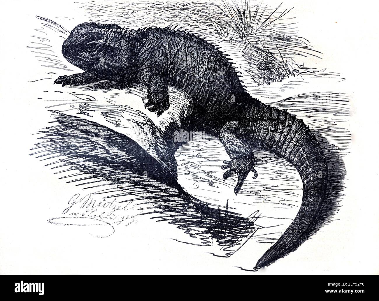 Engraving of Tuatara, Sphenodon punctatus, a reptile or lizard endemic ...