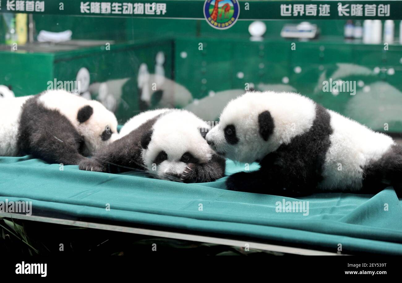 The world's only triplets baby pandas grow up healthily in Guangzhou ...