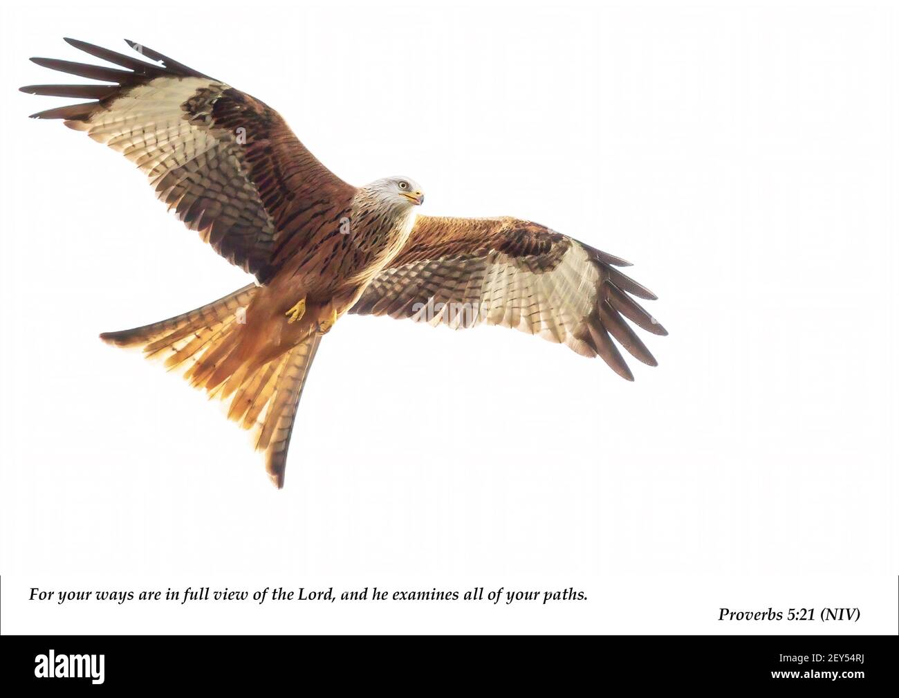 A single Red Kite in flight, with wings spread and its underside ...