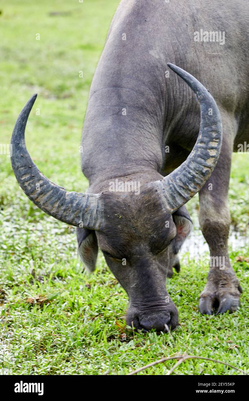 Feral, water buffalo (bubalus bubalis). Male about 12 years old The ...