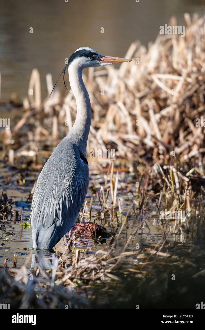 Heron on the lookout has spotted something Stock Photo - Alamy