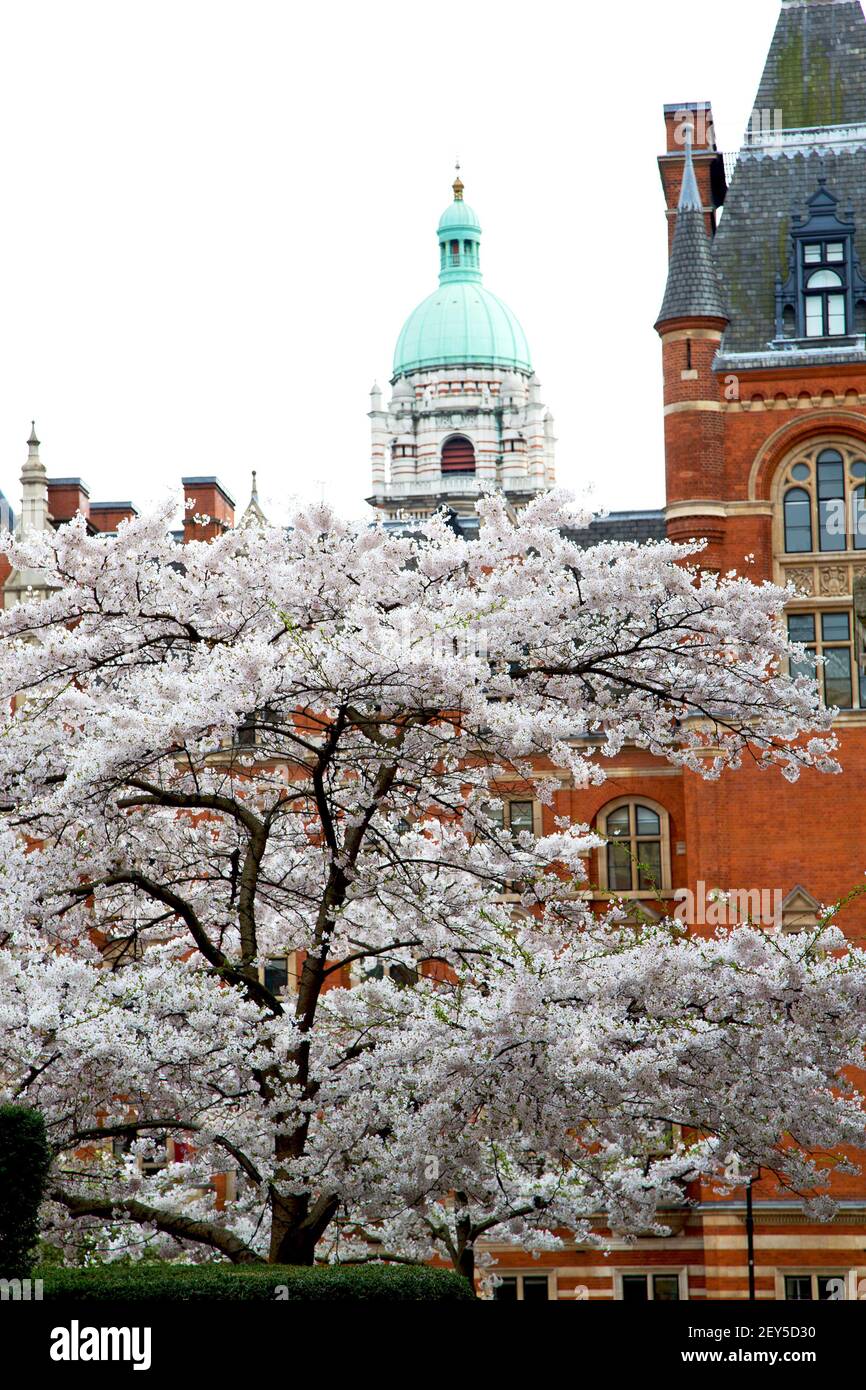 Tree in europe brick wall and historical Stock Photo - Alamy