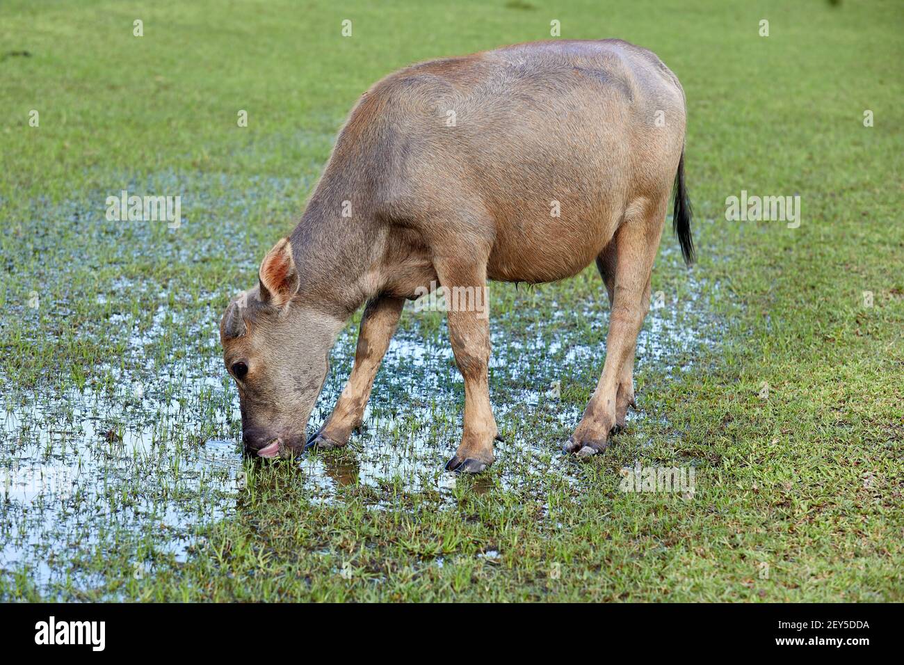 Feral, water buffalo (bubalus bubalis). Female calf. The buffalo are ...