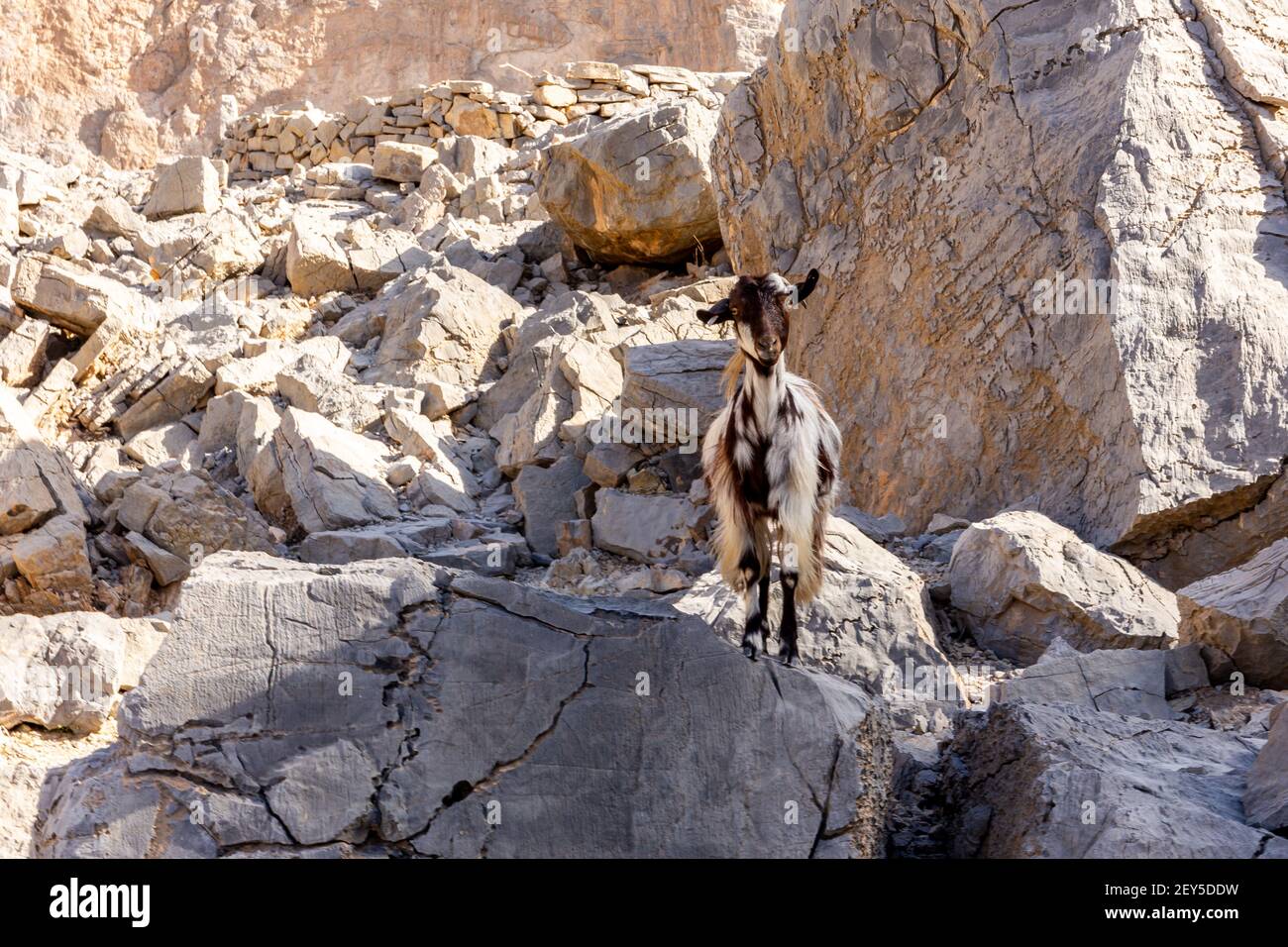 Black and white hairy female goat (doe, nanny) standing on the rocks in ...