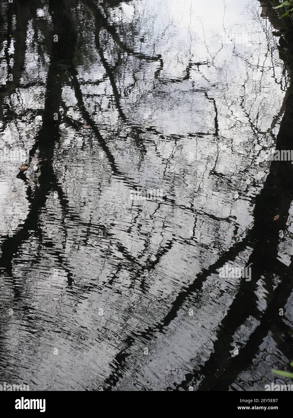 Reflection of tree branches in water Stock Photo - Alamy
