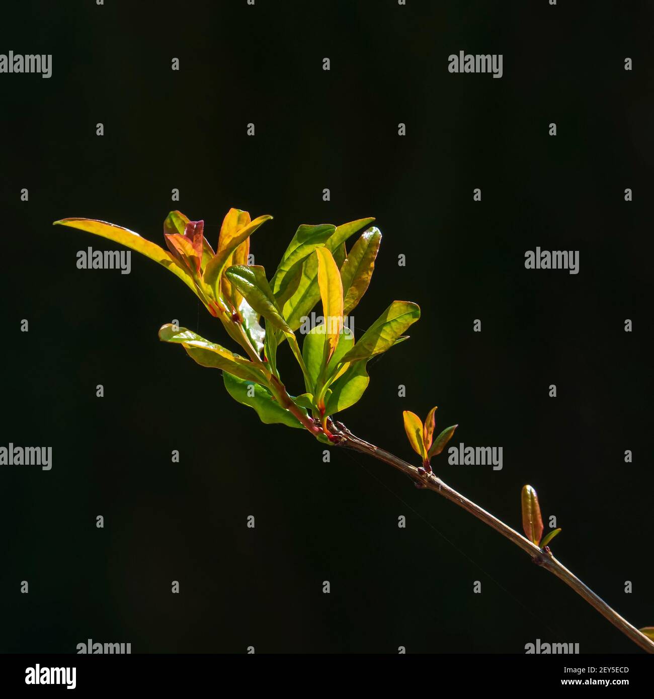 Trees without leaves spring hi-res stock photography and images - Alamy