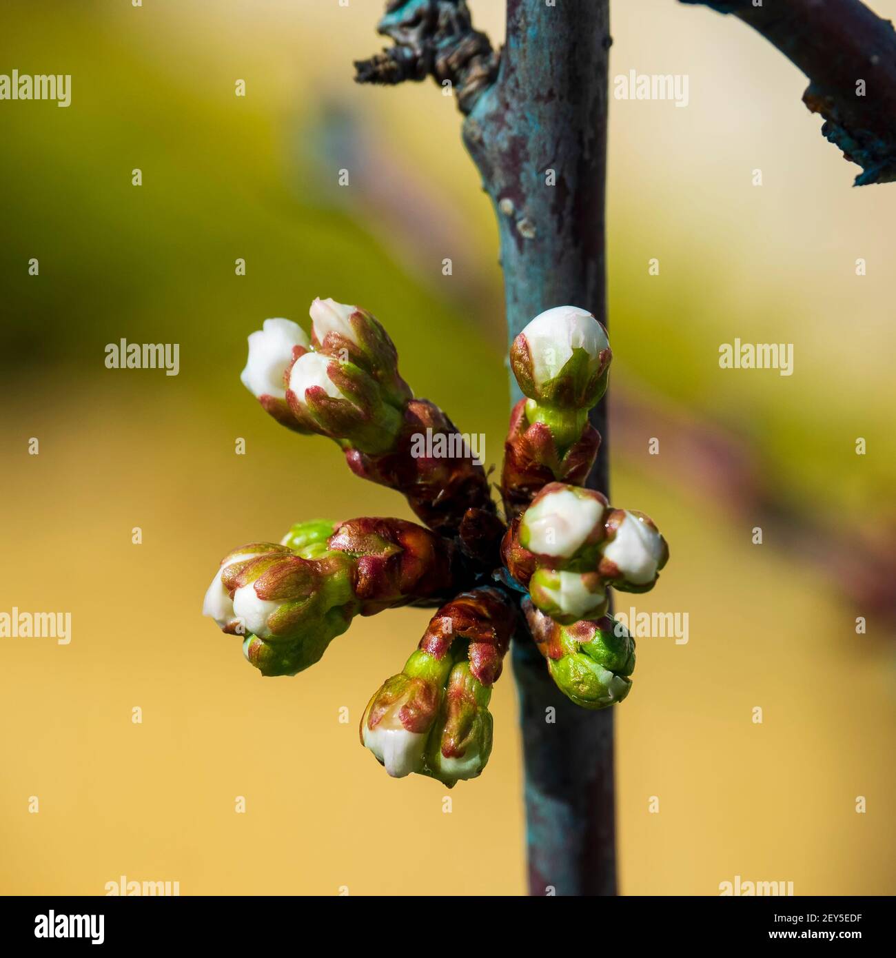 Cherry tree seedling hi-res stock photography and images - Alamy