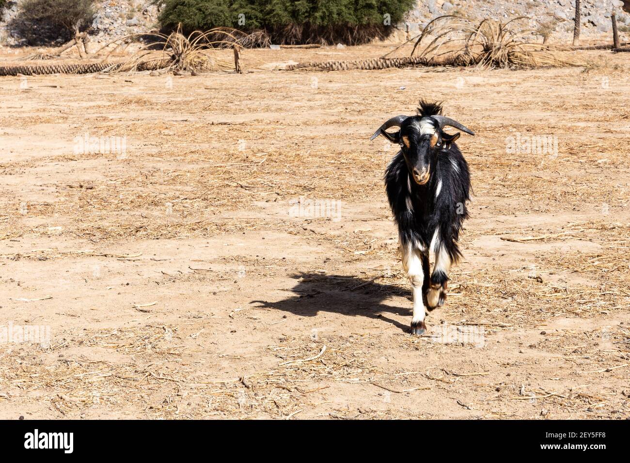 Black and white angry goat (buck) with horns and yellow eyes, waking ...