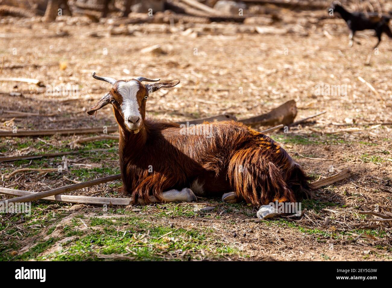 Hairy goat hi-res stock photography and images - Alamy