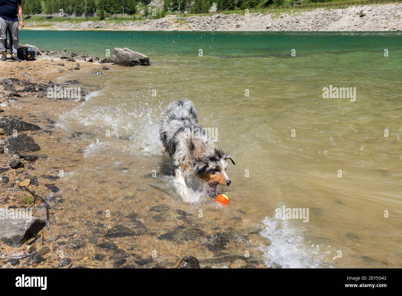 blue merle Australian shepherd dog runs on the shore of the Ceresole ...