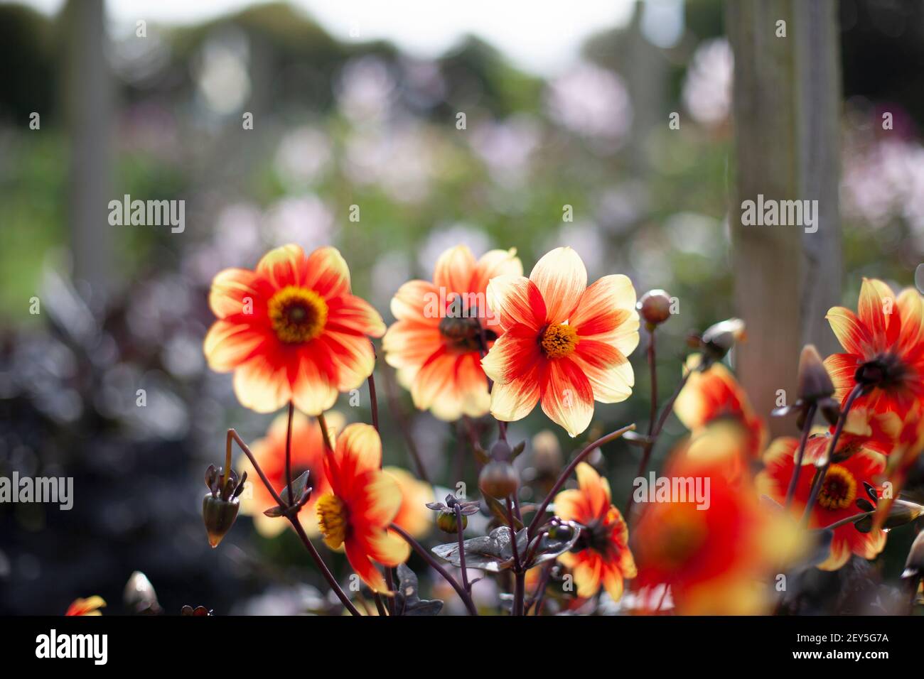 Assorted flowers at the National Dahlia Collection, Cornwall Stock ...