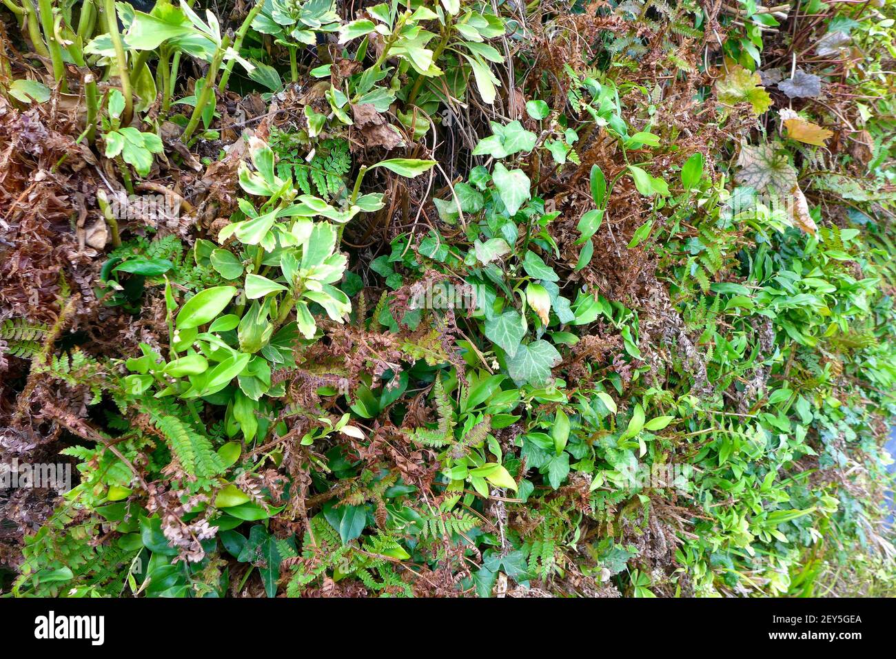 A high angle closeup view of the different colorful plants in the field ...