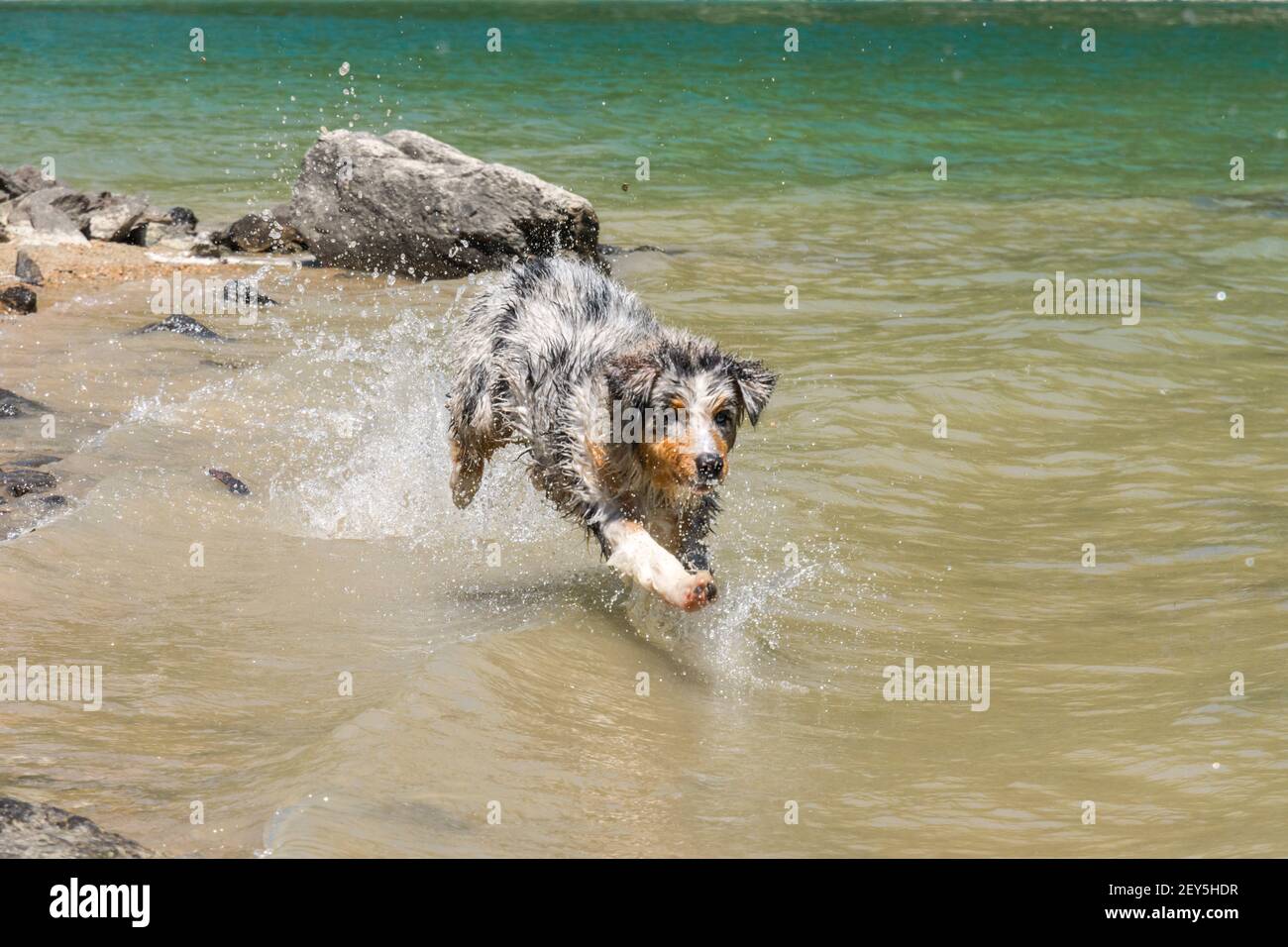 blue merle Australian shepherd dog runs on the shore of the Ceresole ...
