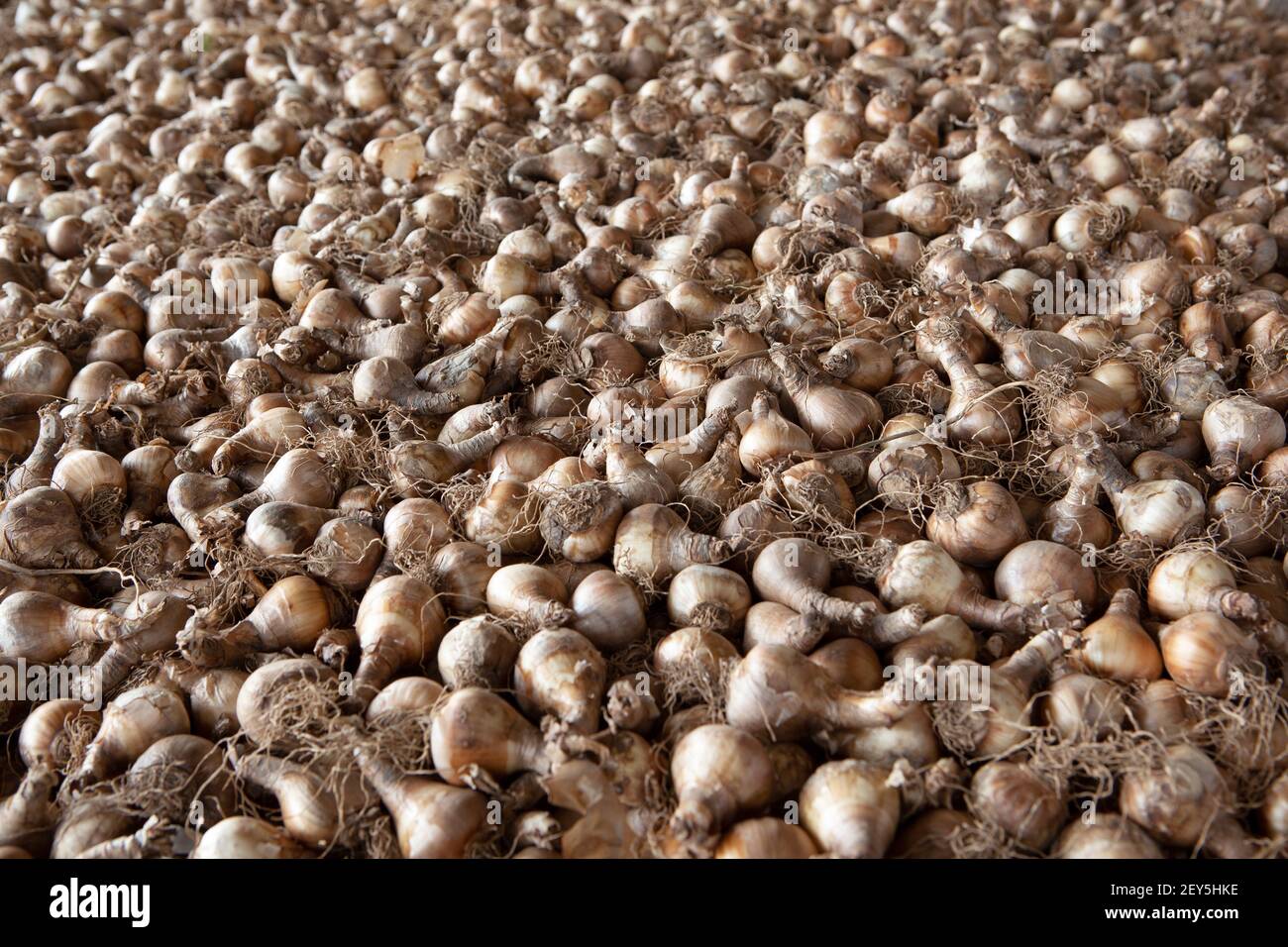 National Dahlia Collection Varfell Winchester Growers process bulbs ...