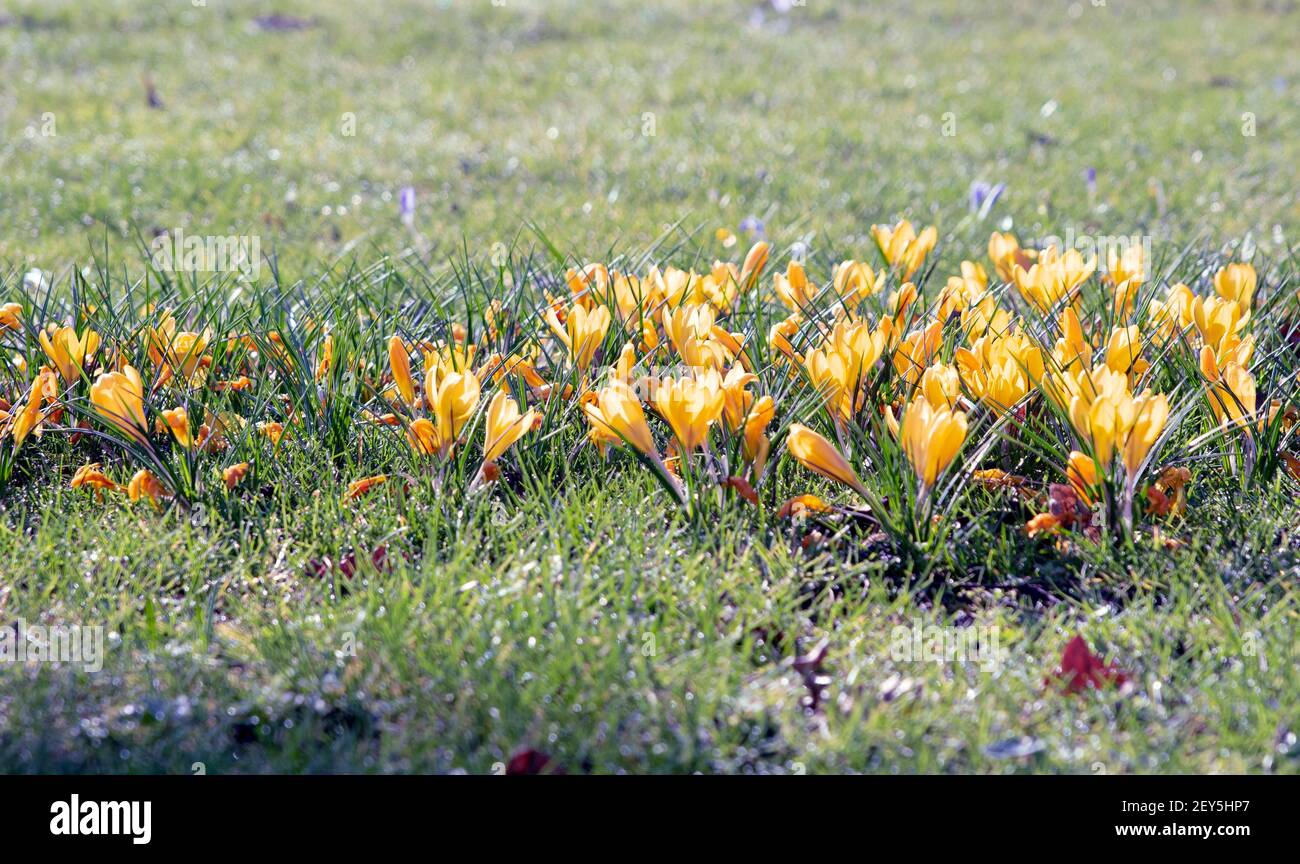 Yellow crocus flowers signaling early spring in February Stock Photo ...