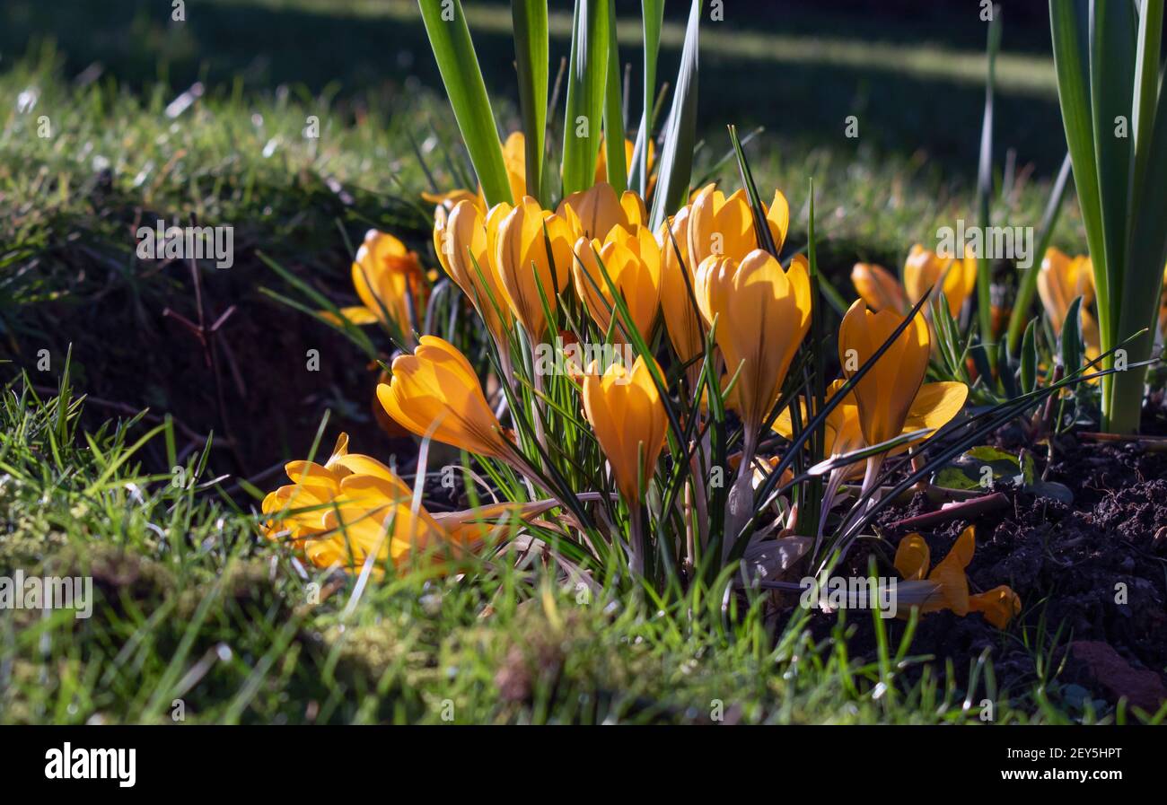Yellow crocus flowers signaling early spring in February Stock Photo ...