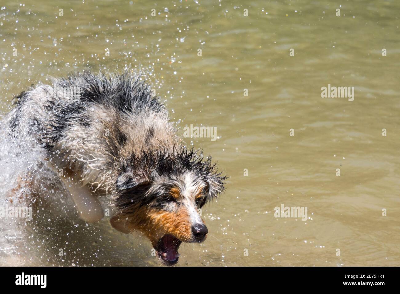 blue merle Australian shepherd dog runs on the shore of the Ceresole ...