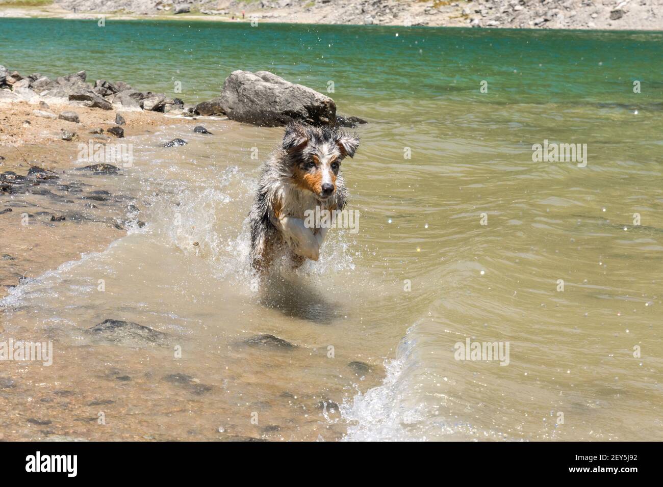 blue merle Australian shepherd dog runs on the shore of the Ceresole ...
