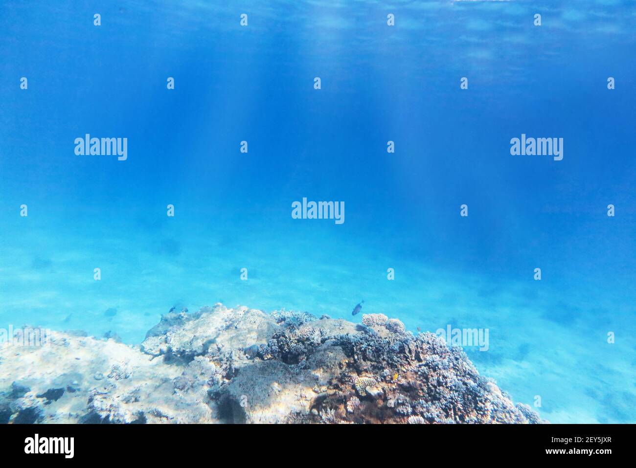 Depth of the sea hi-res stock photography and images - Alamy