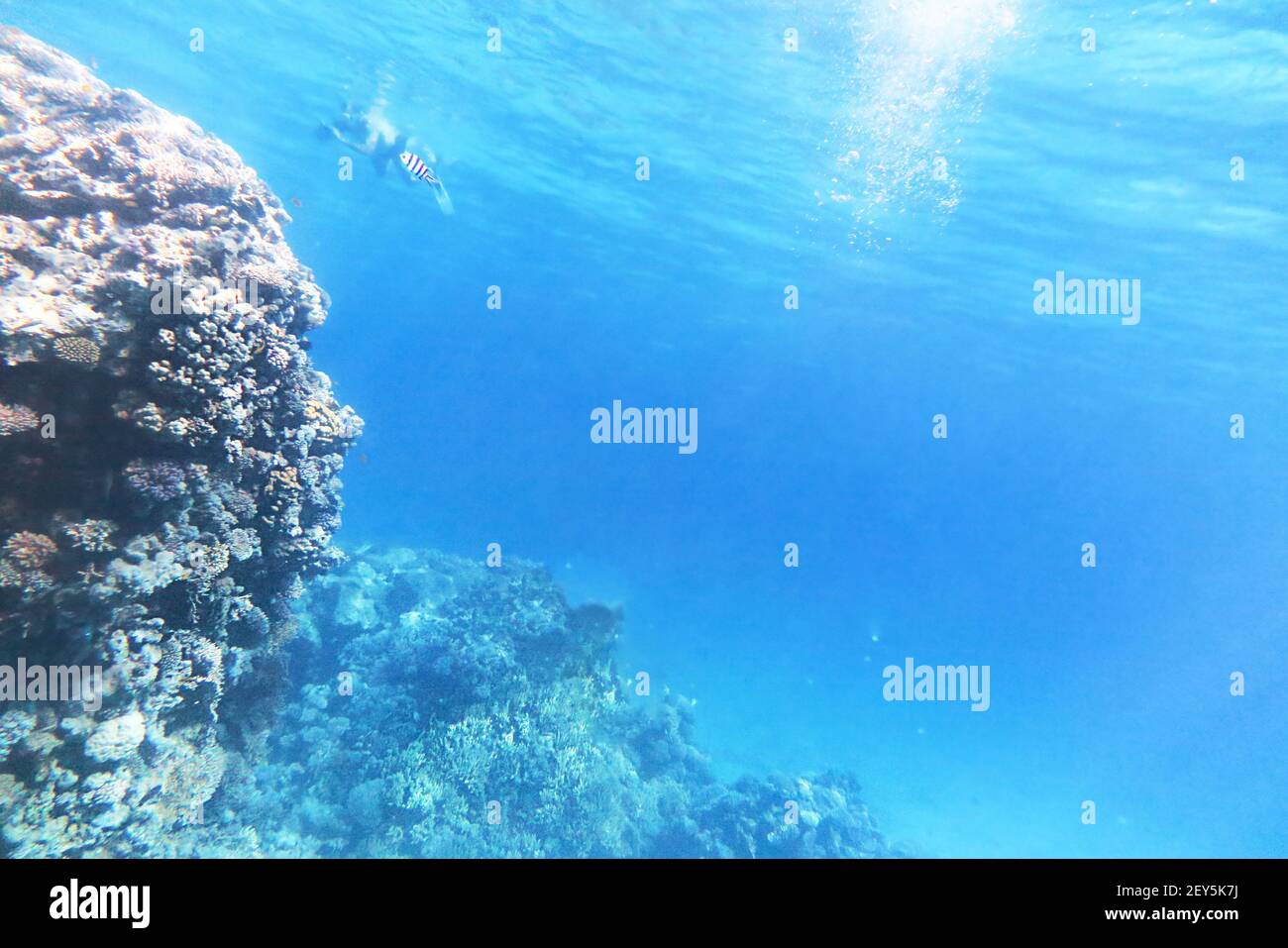 Background of underwater landscape with coral reef. Depth of blue sea ...