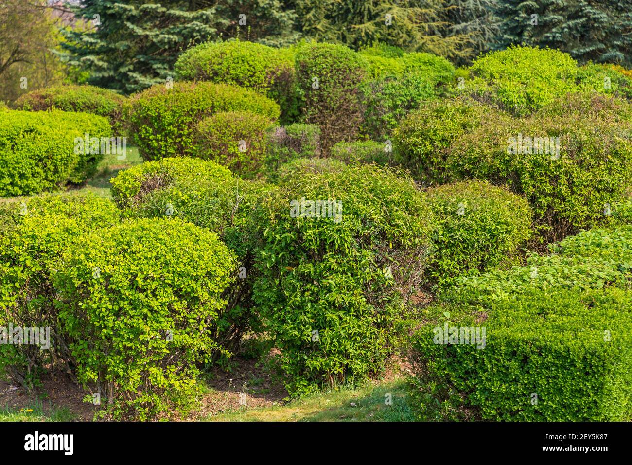 Green Bush Plants in Cultivated Garden Park Stock Photo - Alamy