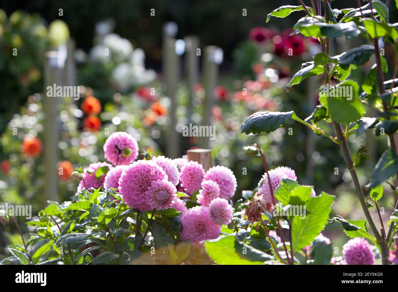 Assorted flowers at the National Dahlia Collection, Cornwall Stock ...