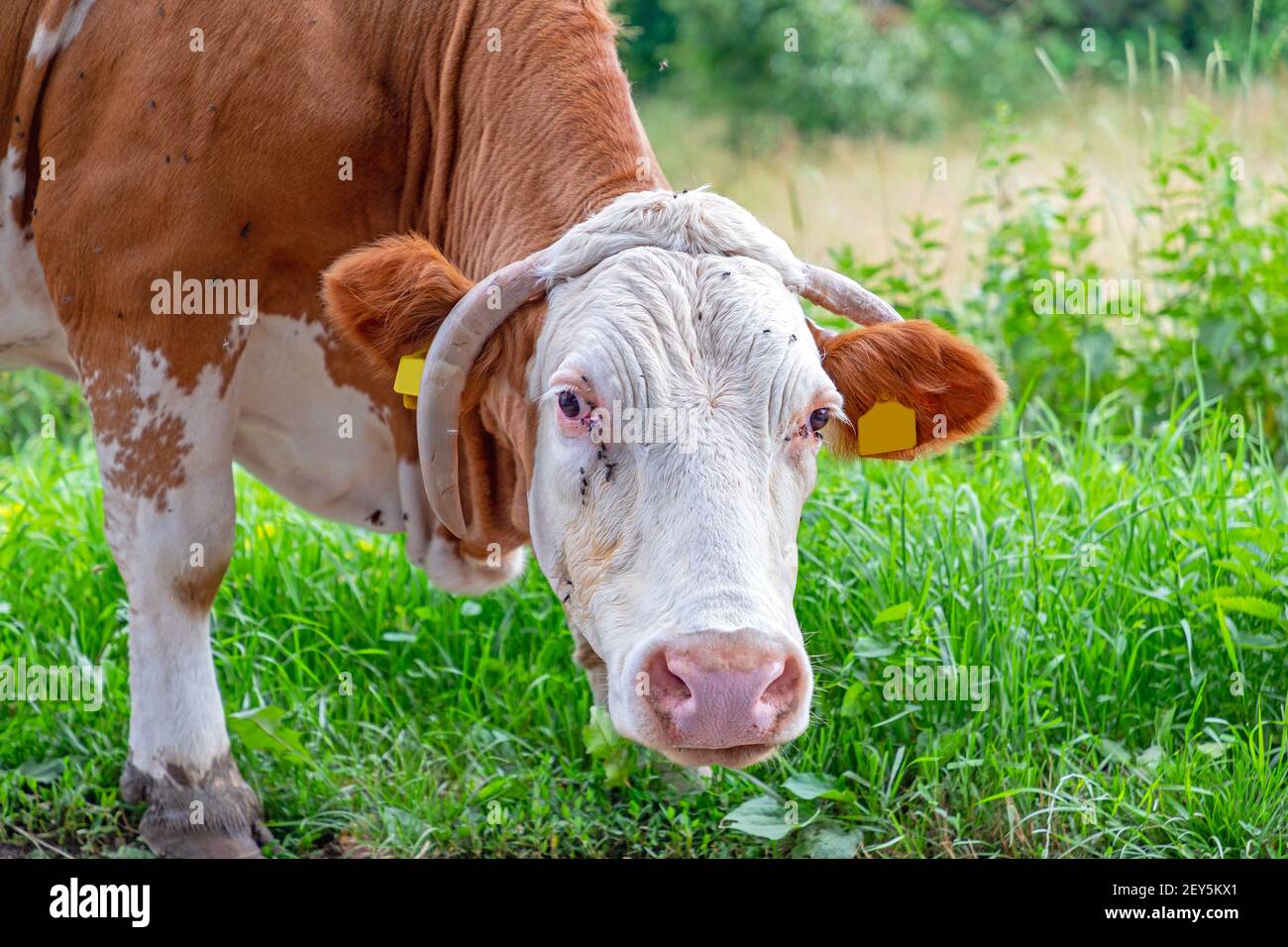 Big cow hi-res stock photography and images - Alamy