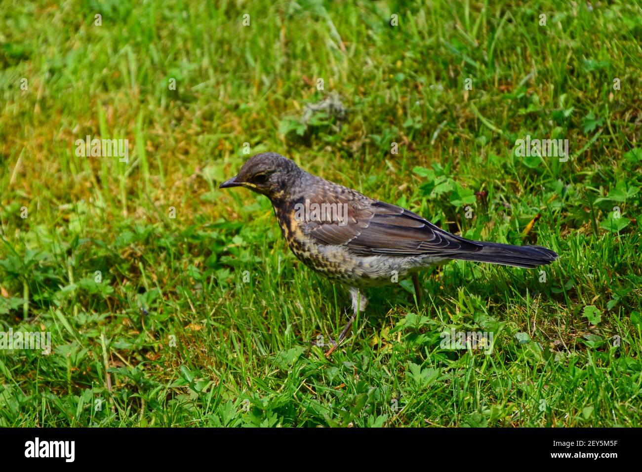 A small field thrush bird in green grass Stock Photo - Alamy