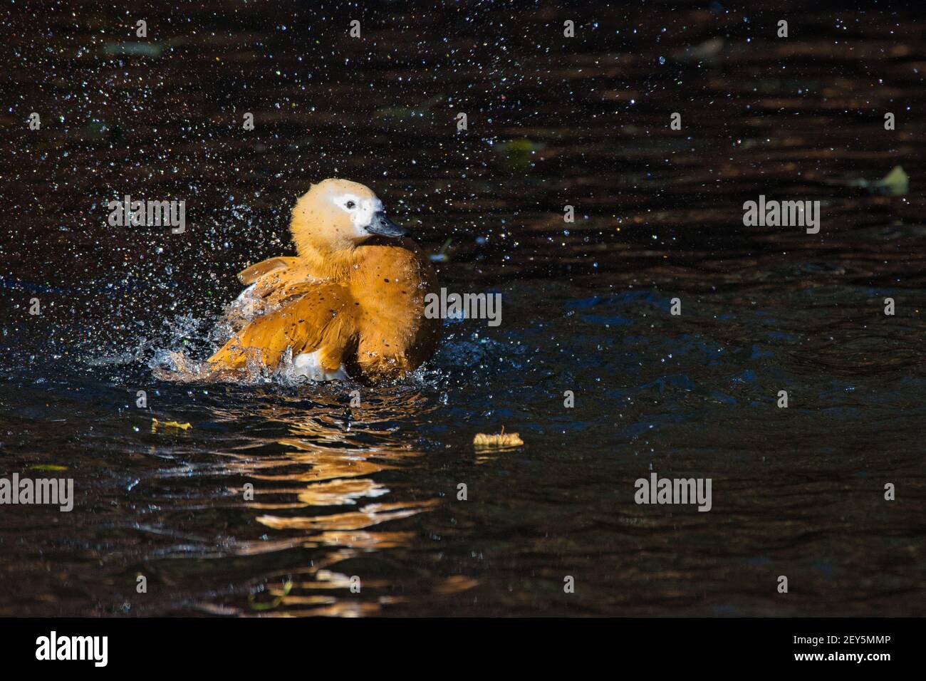A beautiful shot of a wild duck Ogar in a lake Stock Photo - Alamy
