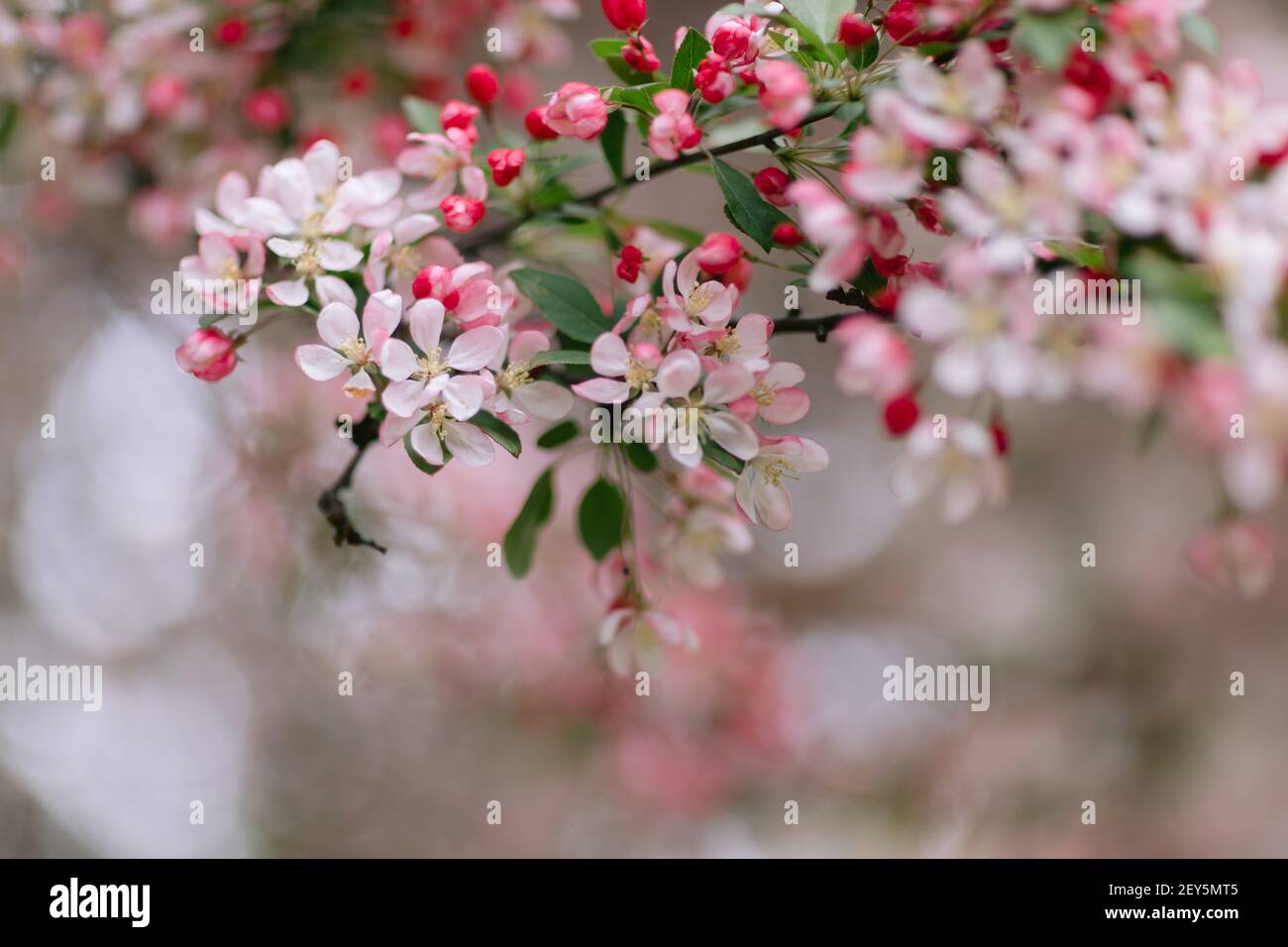 Japanese crabapple tree hi-res stock photography and images - Alamy