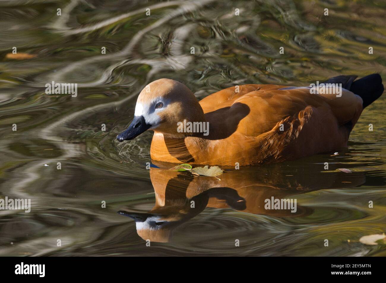 A beautiful shot of a wild duck Ogar floating in a pond Stock Photo - Alamy