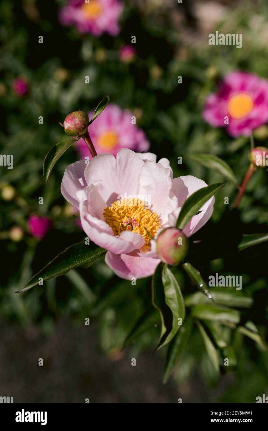Chinese peonies blooming in a garden in the backyard in June Stock ...