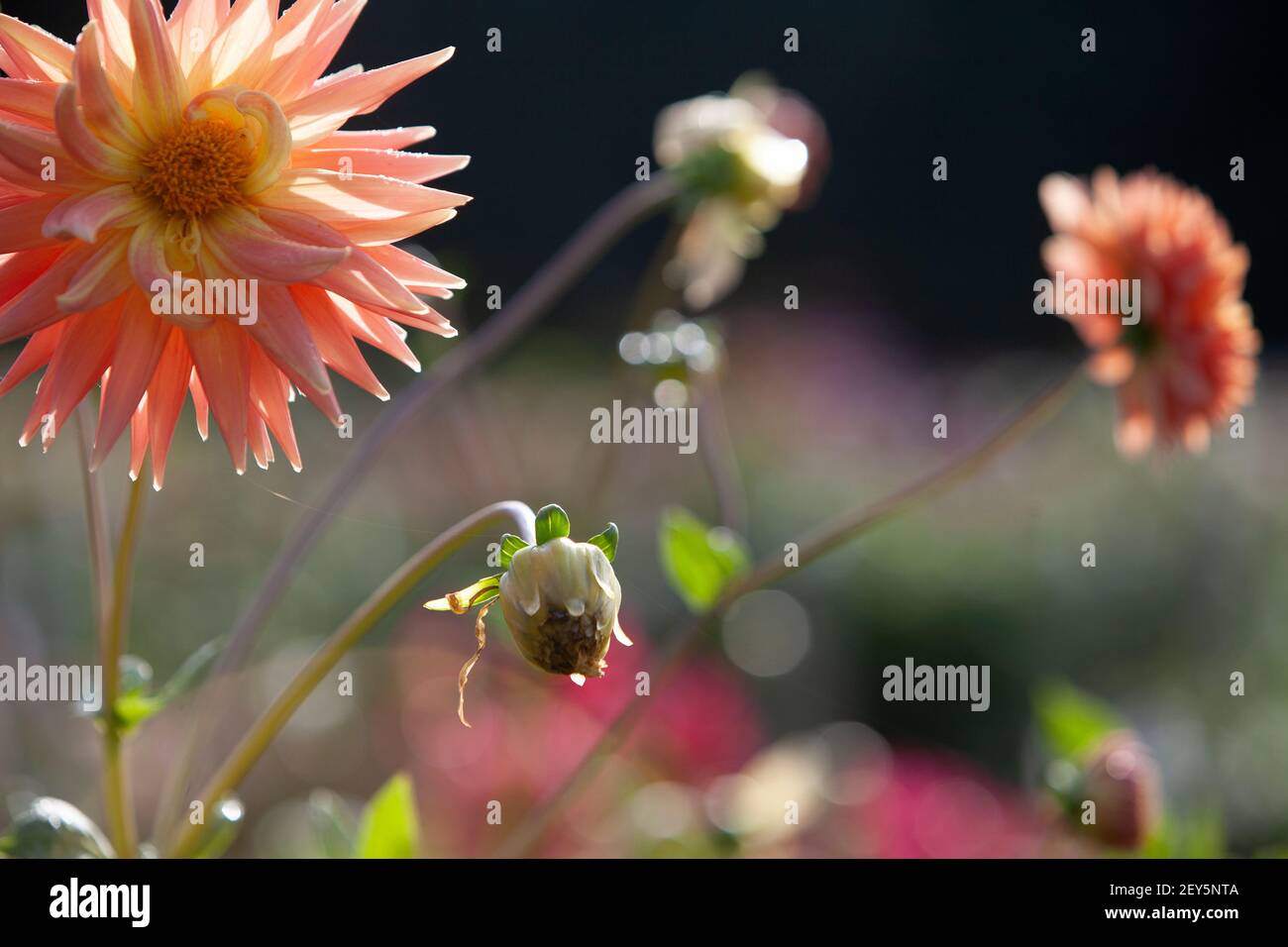 Assorted flowers at the National Dahlia Collection, Cornwall Stock ...
