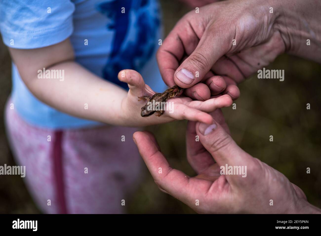 the frog fell into children's hands Stock Photo - Alamy