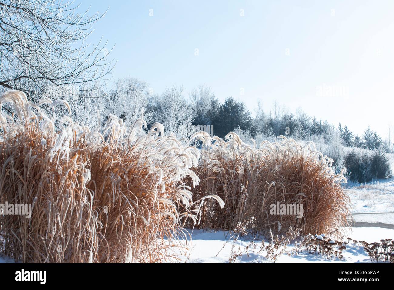 Beautiful winter scene with frost covered plants and trees Stock Photo ...