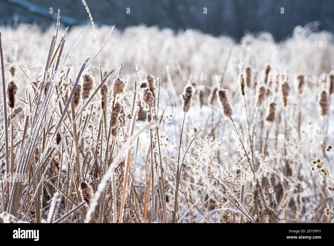 Beautiful frost covered field of cattails in winter Stock Photo - Alamy