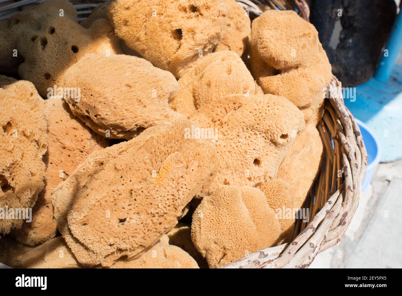 Sea sponge hi-res stock photography and images - Alamy