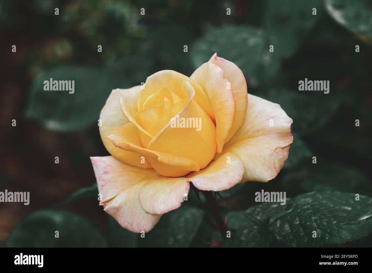 Beautiful yellow rose flower hi-res stock photography and images - Alamy