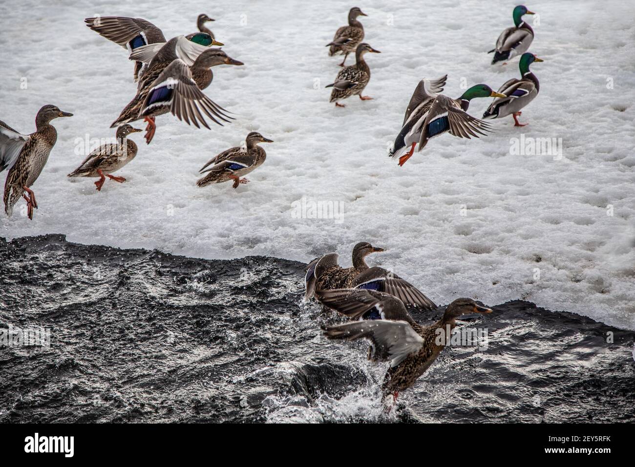 Duck open wings hi-res stock photography and images - Alamy