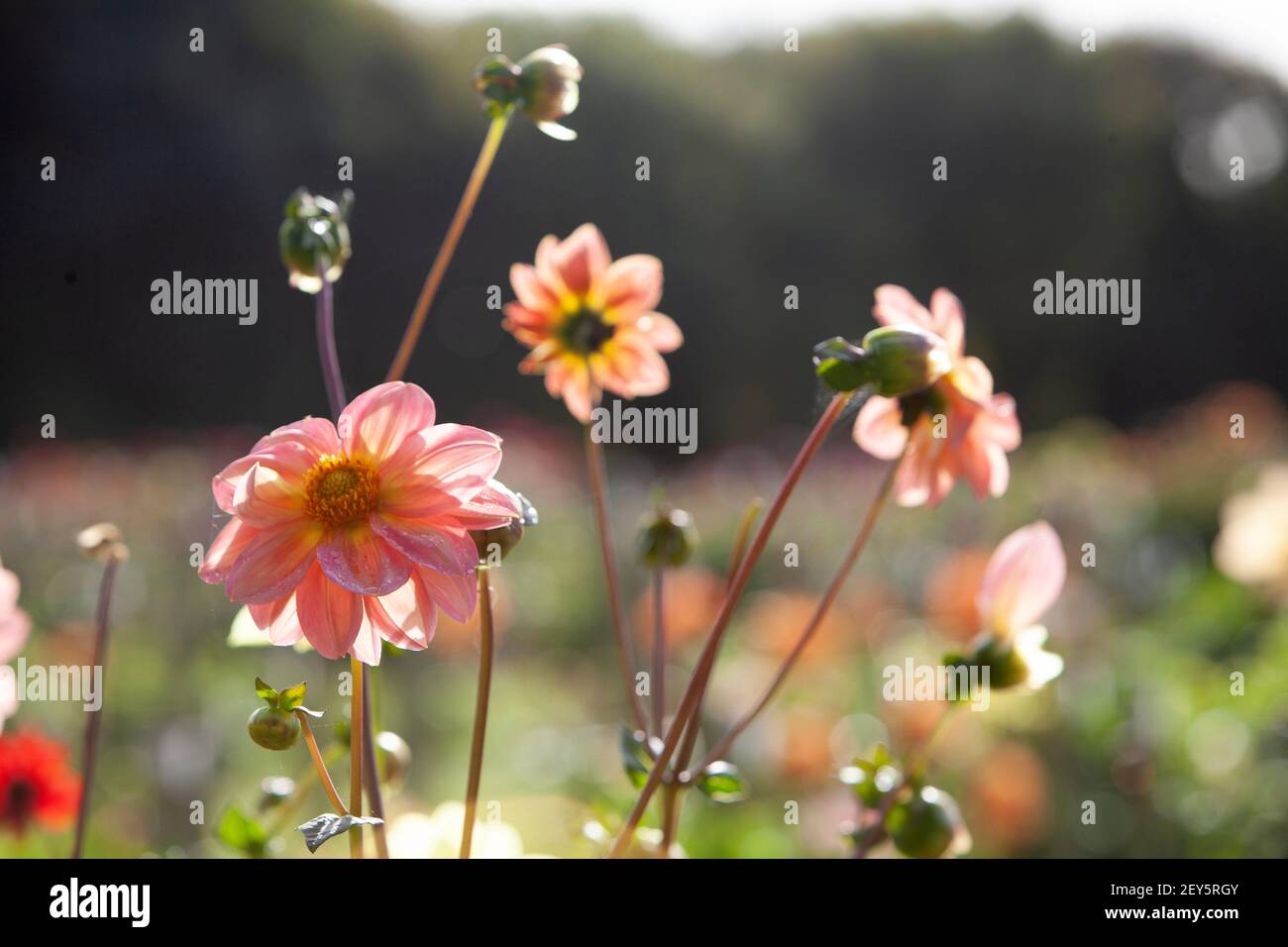 Assorted flowers at the National Dahlia Collection, Cornwall Stock ...