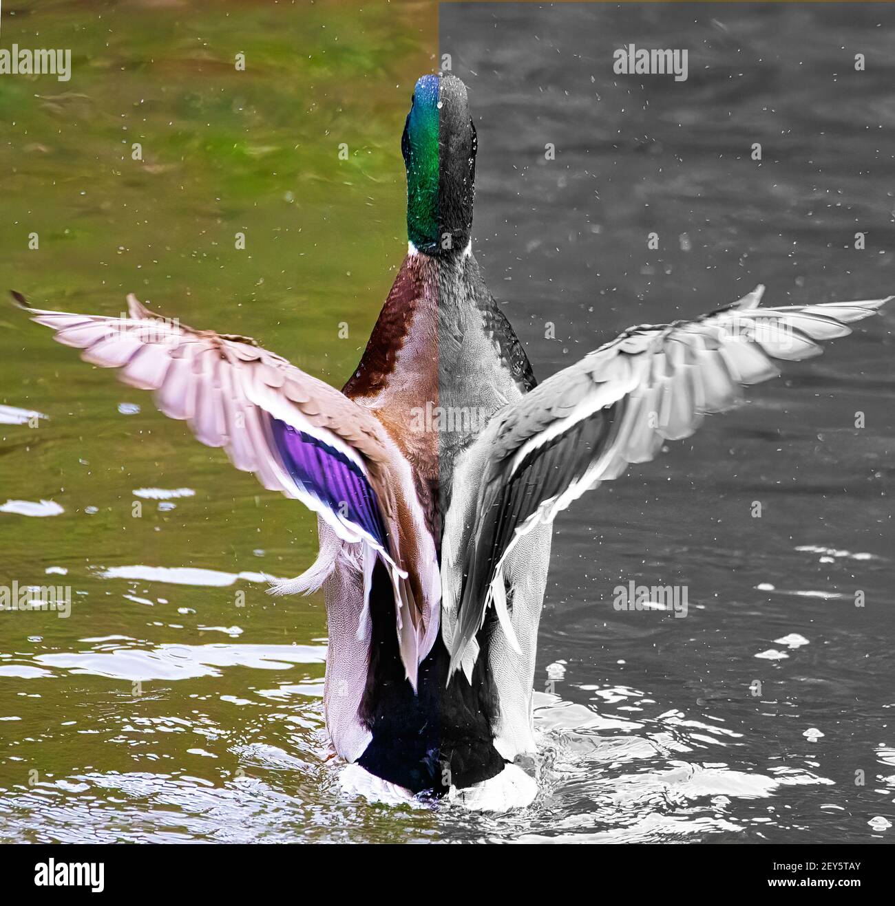 Surreal duck picture symmetrical colour vs B&W Stock Photo - Alamy