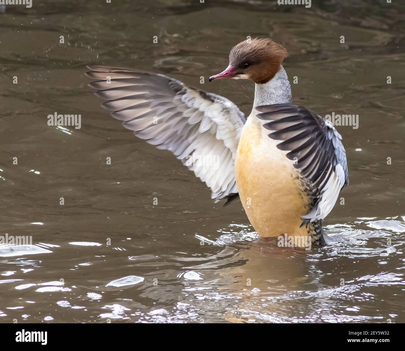 Goosander duck flapping wings on the river Stock Photo - Alamy