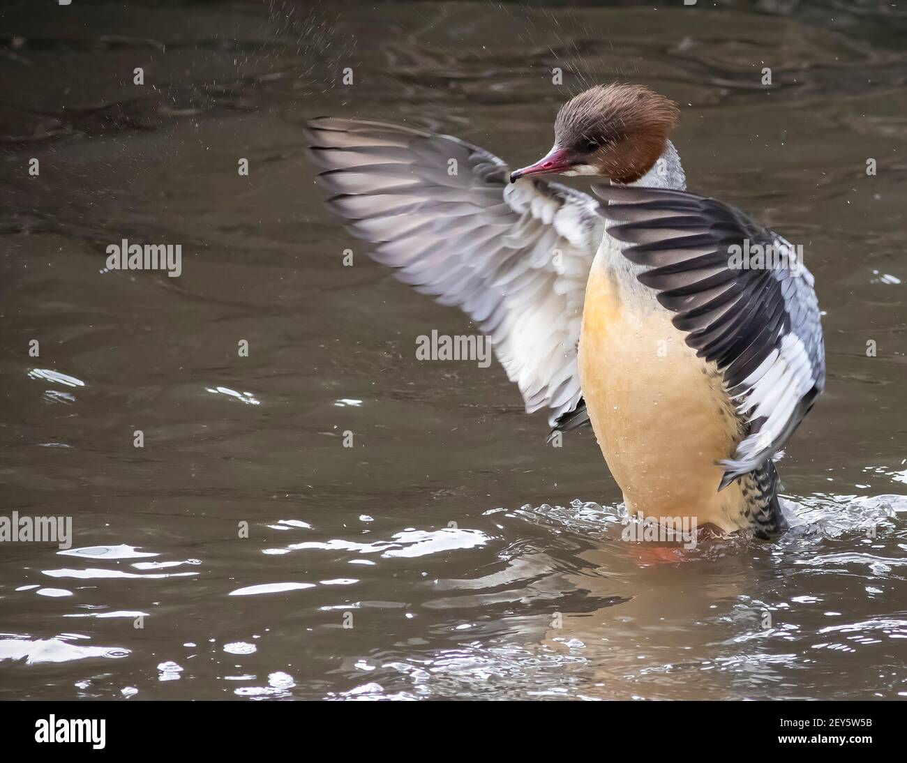 Goosander duck flapping wings on the river Stock Photo - Alamy