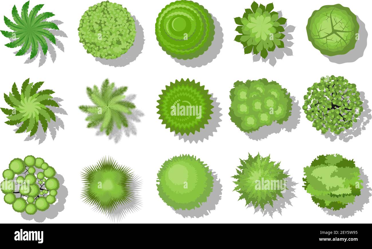 Palm tree top Cut Out Stock Images & Pictures - Alamy