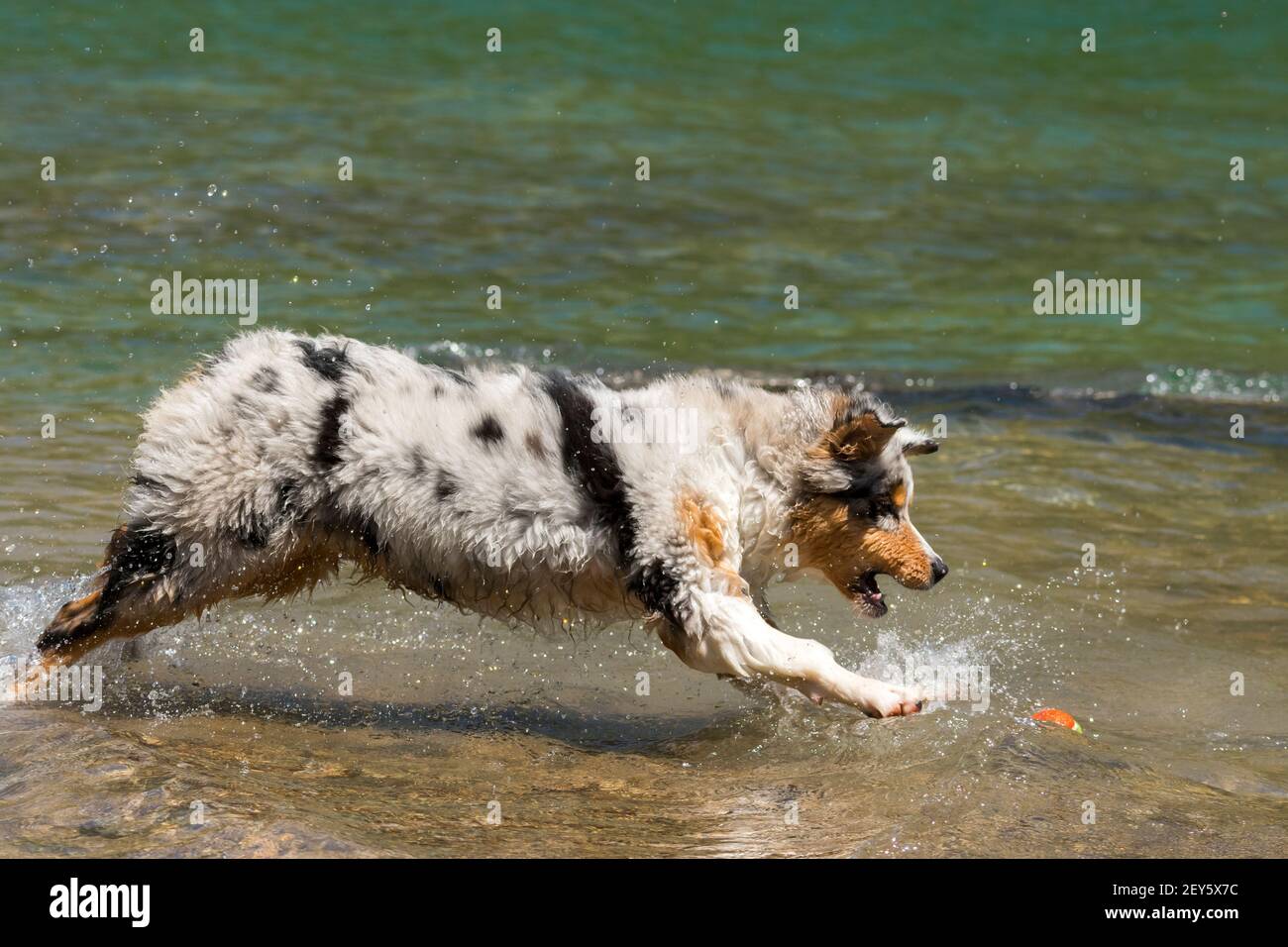 blue merle Australian shepherd dog runs on the shore of the Ceresole ...