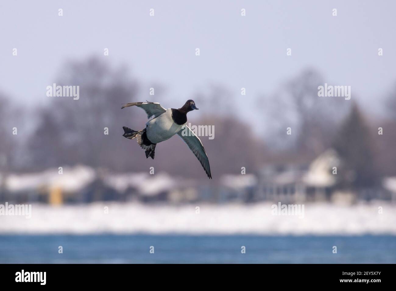 Canvasback duck flying hi-res stock photography and images - Alamy