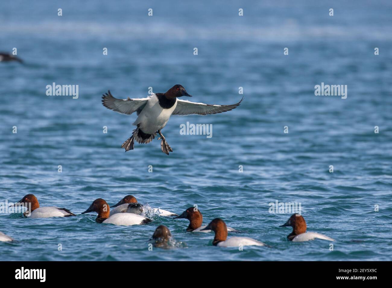 Canvasback duck hi-res stock photography and images - Alamy