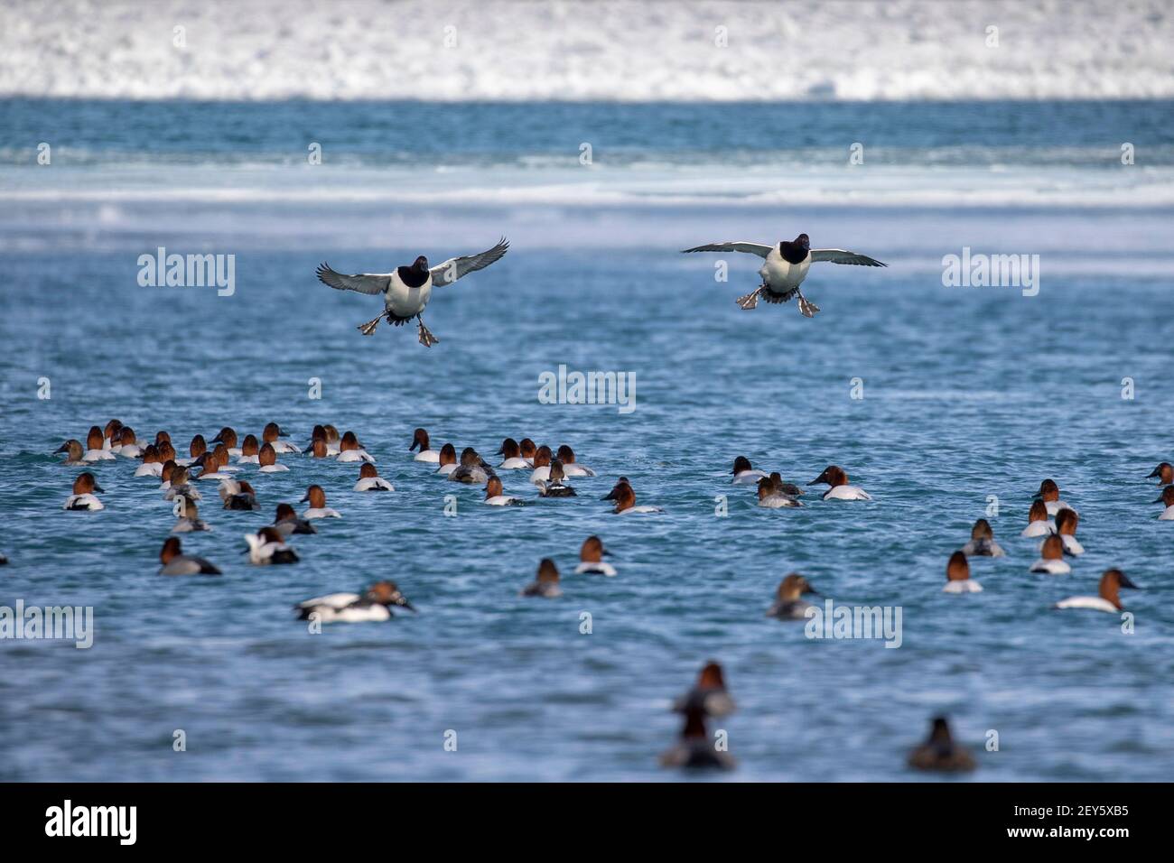 Canvasback flying hi-res stock photography and images - Alamy