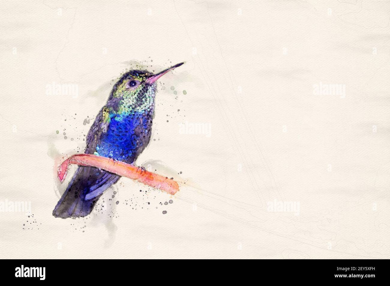 Colorful hummingbird digital watercolor print Stock Photo - Alamy